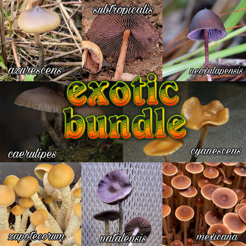 Exotic Bundle | DINOSPORES