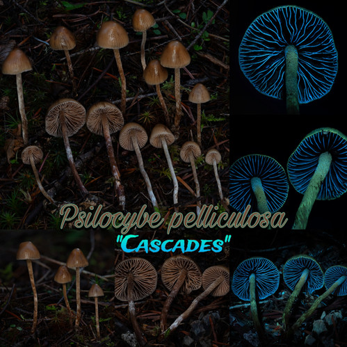 Psilocybe pelliculosa "Cascades" spore print | DINOSPORES
