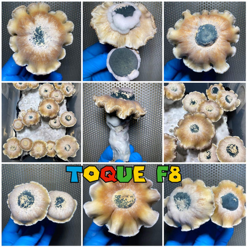 Toque F8 swab set | DINOSPORES