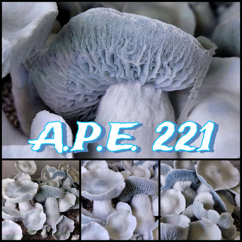 APE 221 swab set | DINOSPORES