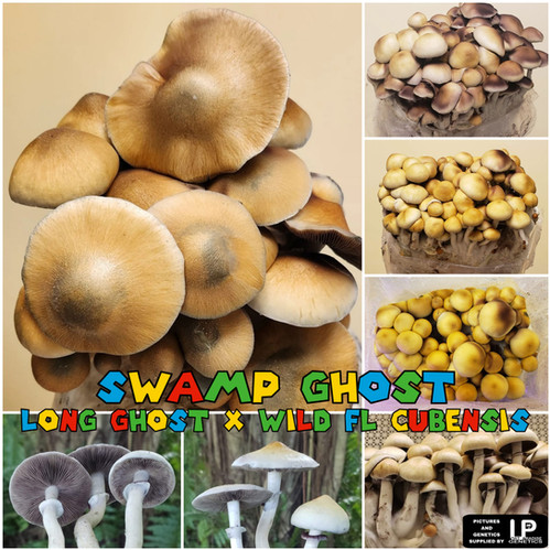 Swamp Ghost swab set | DINOSPORES