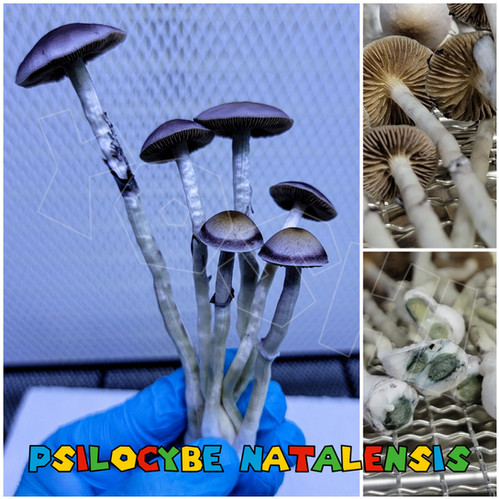 P. natalensis swab set | DINOSPORES