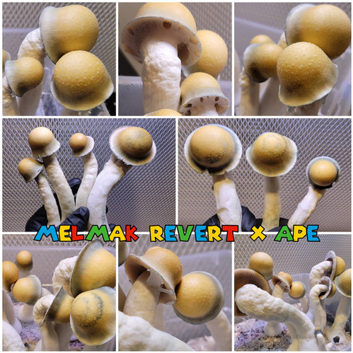 Melmak Revert x APE swab set | DINOSPORES
