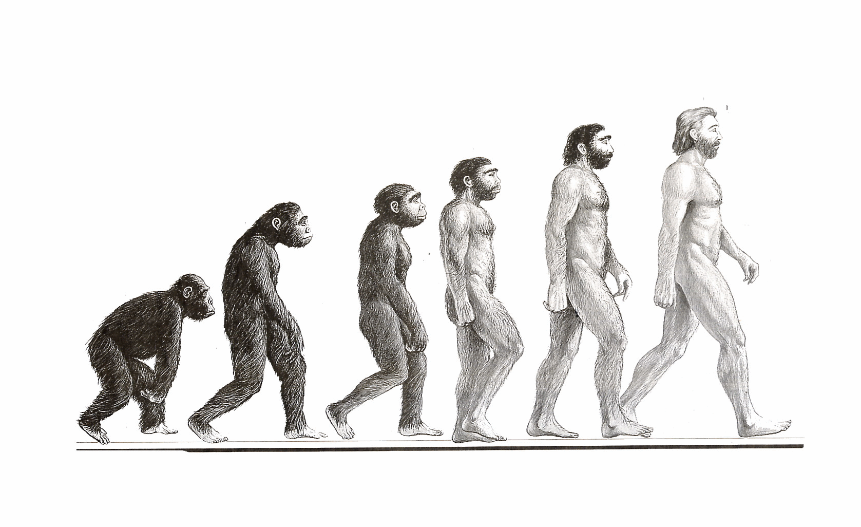 Evidence For Evolution Evolution evidence-for-evolution-evolution