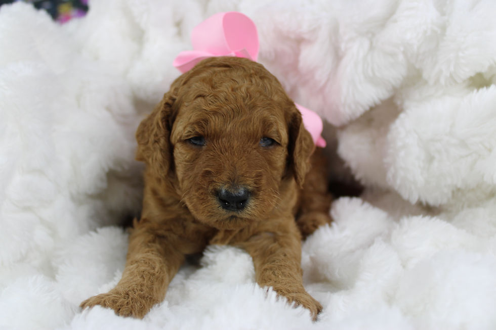 Breeder | TLC by the Lake | Poodles and Doodles