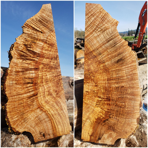 Silver maple burl +spalted 1 piece (B387) | orcedar