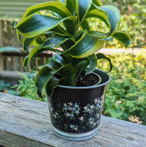 forget-me-not pot | cedar & sun studio