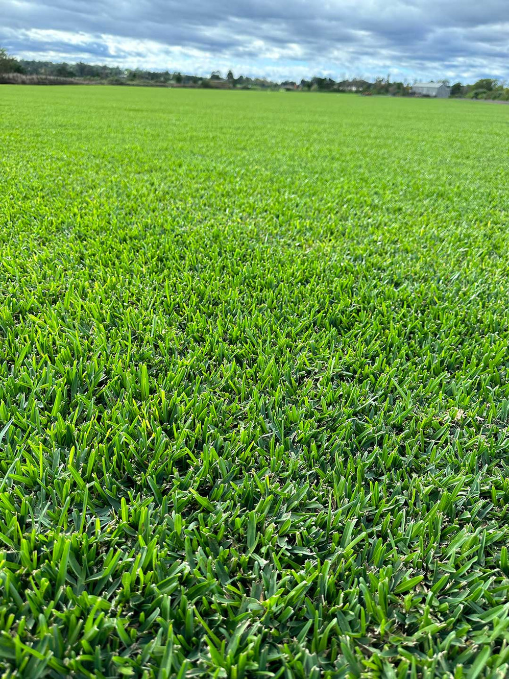 Awesome Turf Supplies | Premium Turf, Lawn Care, & Expert Installation ...