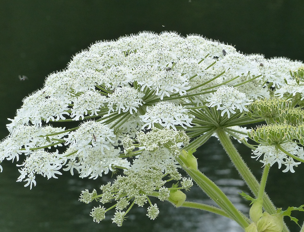 Faux Aligot de Berce spondyle