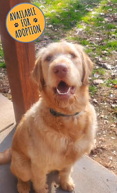 *Available Adoptions* | happy-tails-rescue