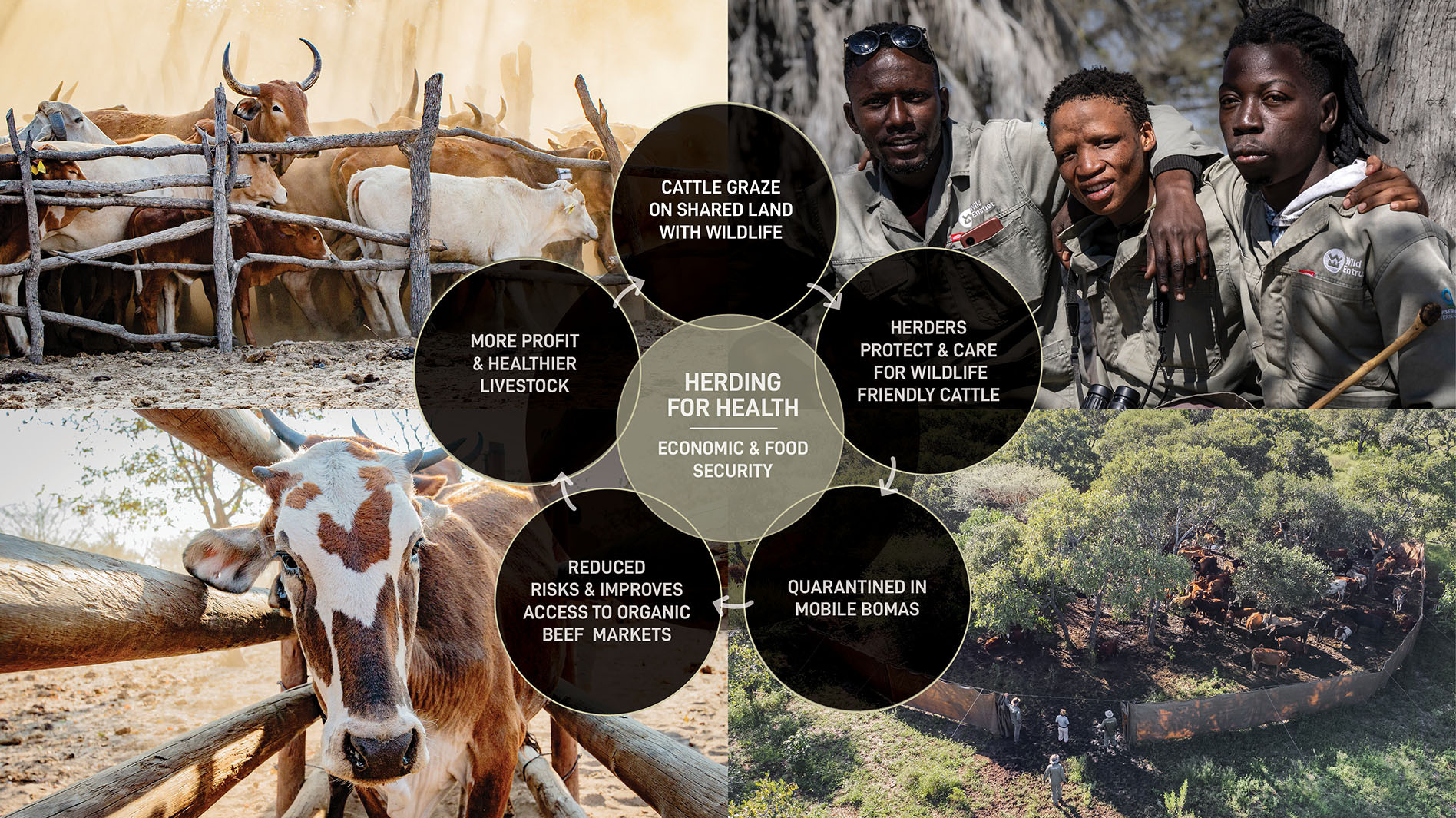 THE HERDING FOR HEALTH PROGRAMME