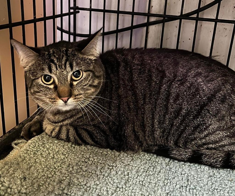 Barnum and Bailey: This brother/sister cat duo would love to be adopted ...