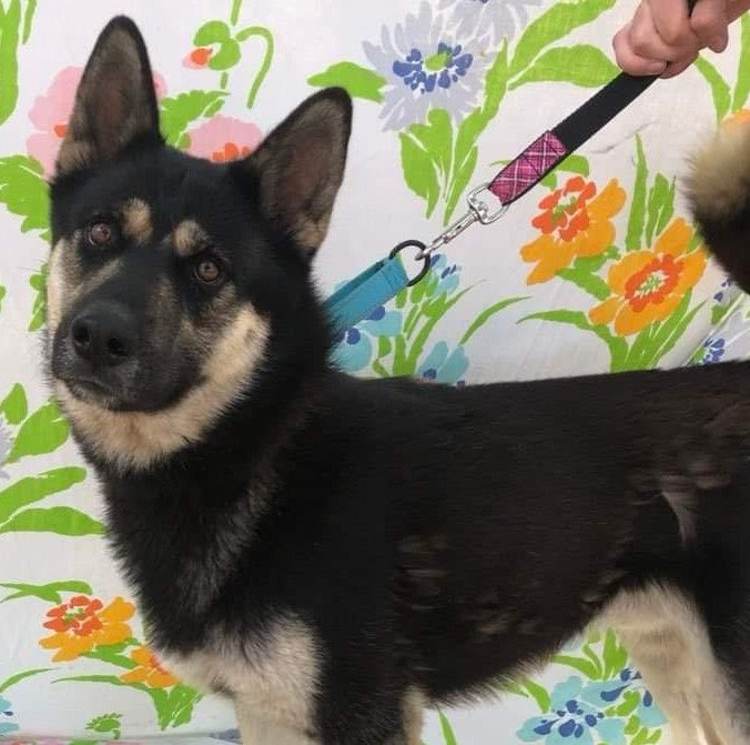 This energetic Husky mix, sweet kitten are up for adoption; animal ...