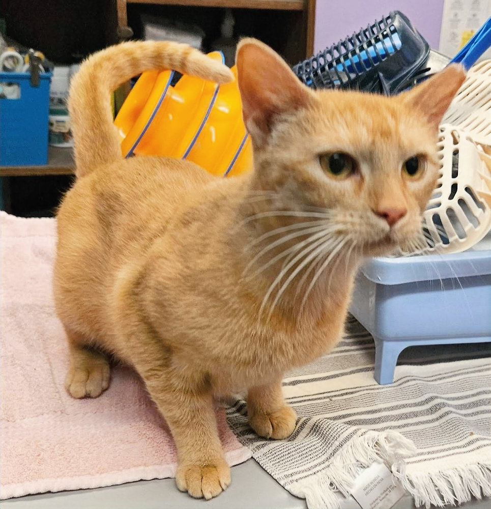 Meet Chantilly; this sweet cat just wants to cuddle.