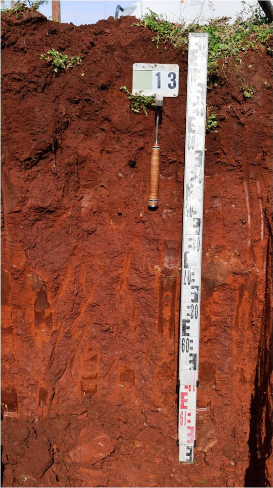 Best Red Chromosol Ever