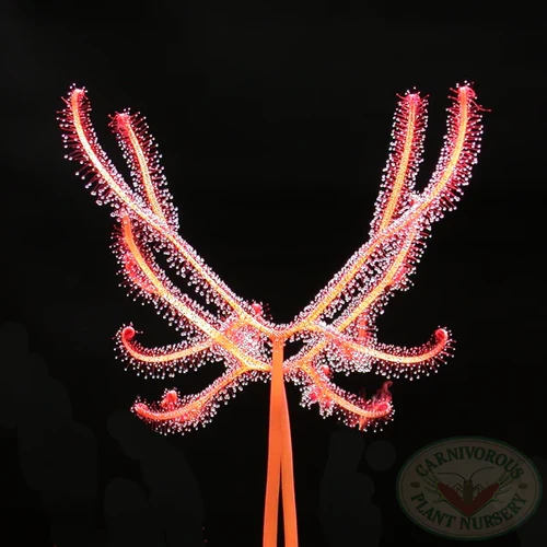 Staghorn forked-leaf sundew RED - Drosera binata multifida | Aquatic ...