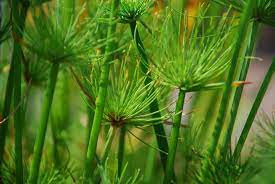 Cyperus prolifer - Mini Papyrus | Aquatic Plants SA