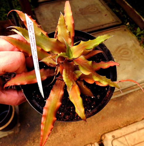 Mini Terrarium Bromiliad - Cryptanthus sp. - "PINK blush" pup | Aquatic ...