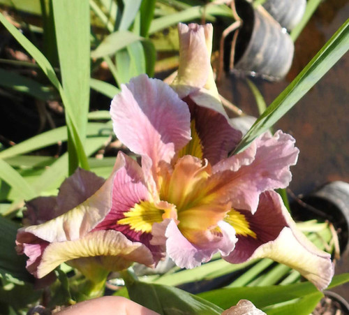 Special Iris colour 88 - Iris Louisiana - Top notch | Aquatic Plants SA