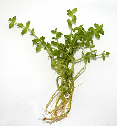 Bacopa caroliniana - Rooted | Aquatic Plants SA