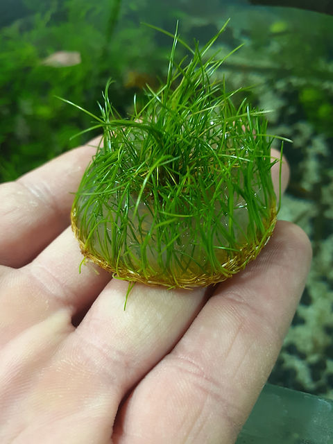 eleocharis mini