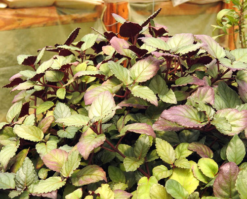 Hemigraphis colorata BROAD leaf - Rooted | Aquatic Plants SA