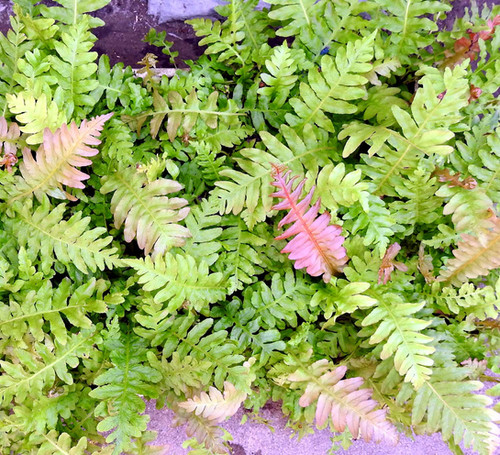 Blechnum brasiliense - Red dwarf tree fern | Aquatic Plants SA