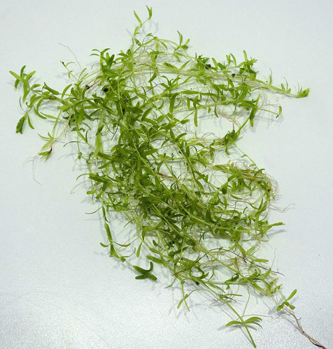 20 x Micranthemum micranthemoides MM - Submerged | Aquatic Plants SA