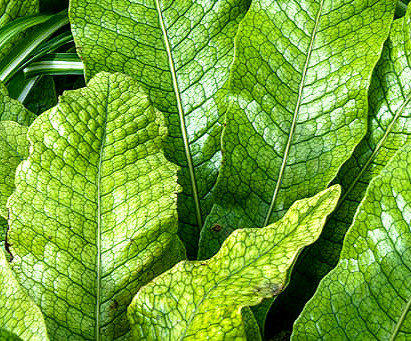 microsorum crocodyllus - crocodile fern - plug | Aquatic Plants SA