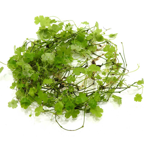 Hydrocotyle Tripartita - Rooted | Aquatic Plants SA