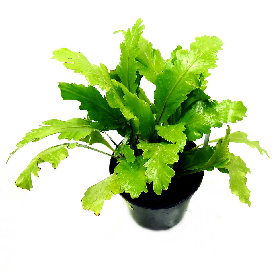 Managers choice | Aquatic Plants SA