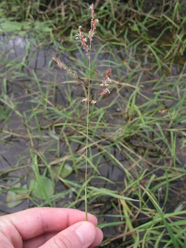 Ponds | Aquatic Plants SA