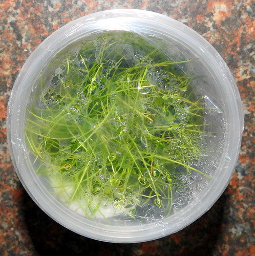 TC Eleocharis parvula mini hair grass -hairgrass 100ml | Aquatic Plants SA