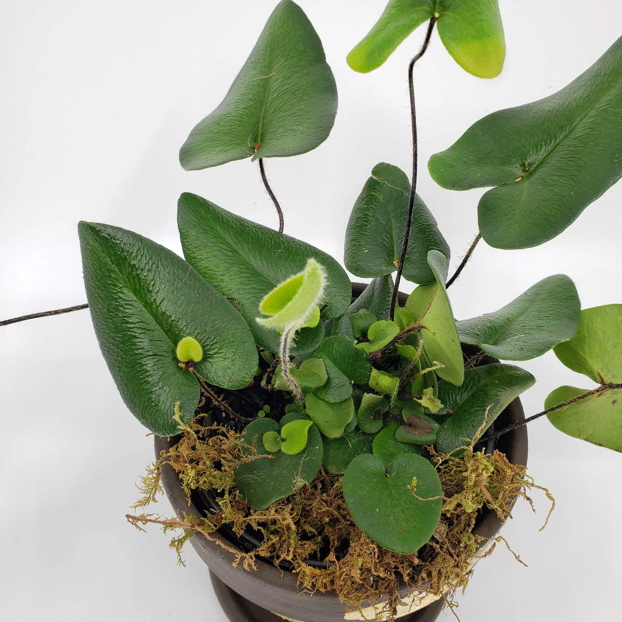 Hemionitis arifolia (Heart Fern): A Unique Reproduction Option