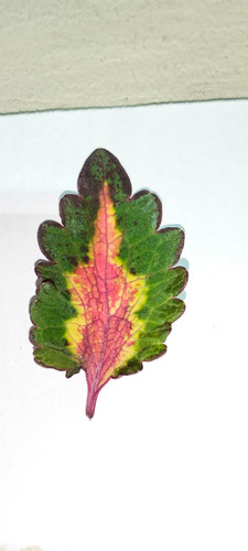 Coleus 'wizard Rose' - Rooted cutting | Aquatic Plants SA