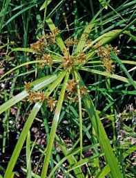 Pycreus mundtii = water nutsedge / chufa flatsedge | Aquatic Plants SA