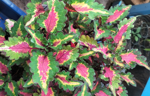 Coleus 'wizard Rose' - Rooted cutting | Aquatic Plants SA