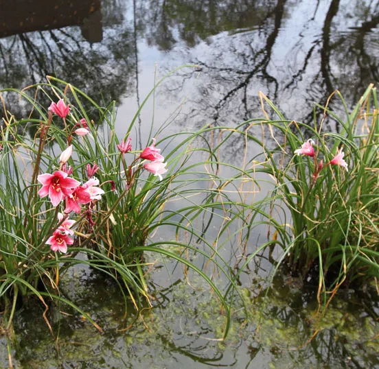 Ponds | Aquatic Plants SA