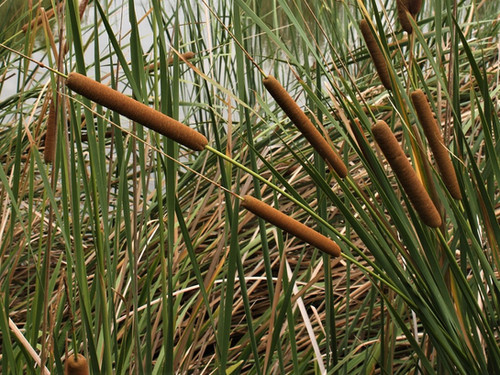 Typha capensis | Aquatic Plants SA