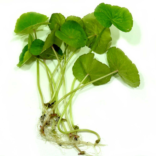 Hydrocotyle verticillata - Rooted | Aquatic Plants SA