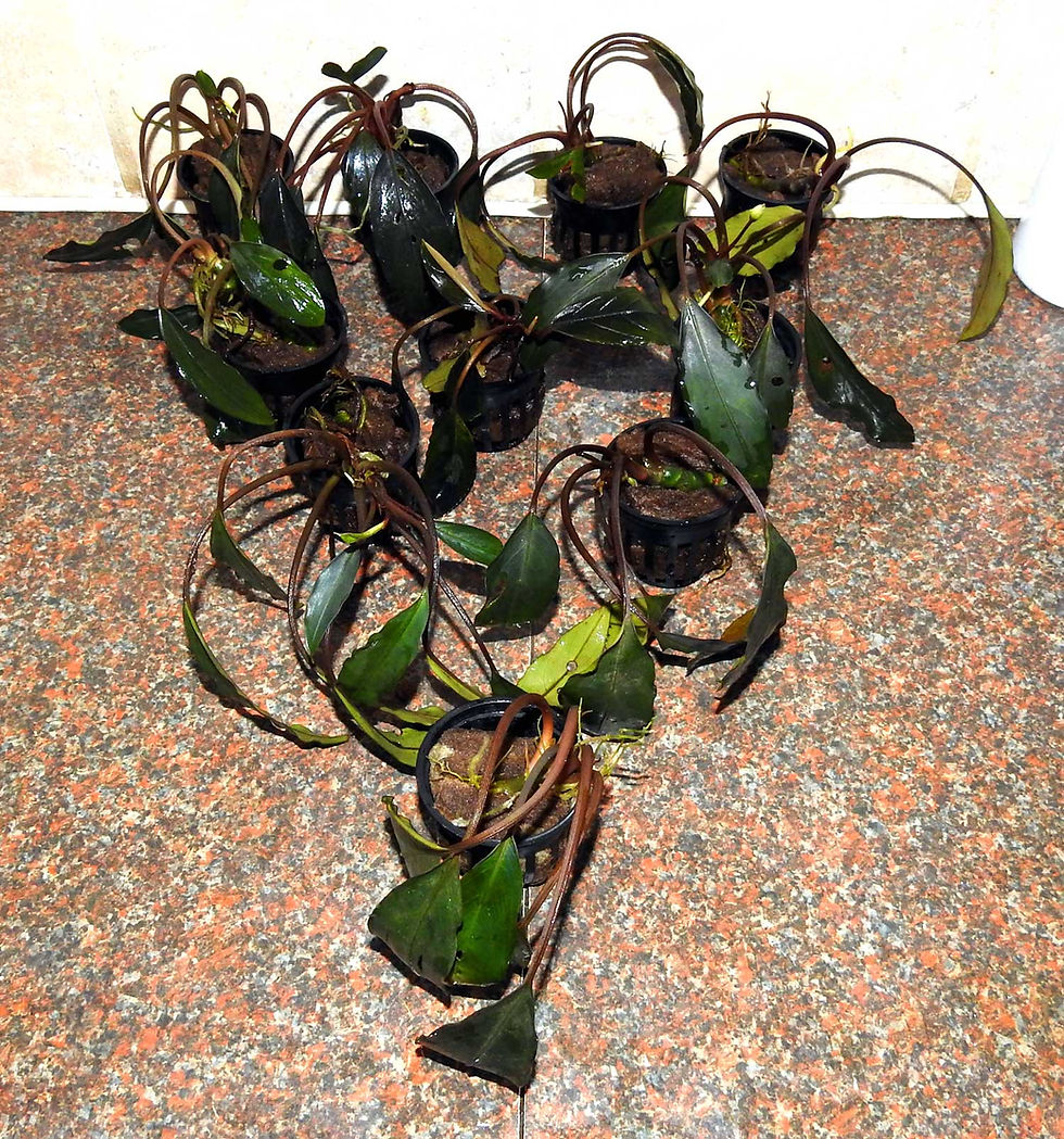 Buce | Aquatic Plants SA