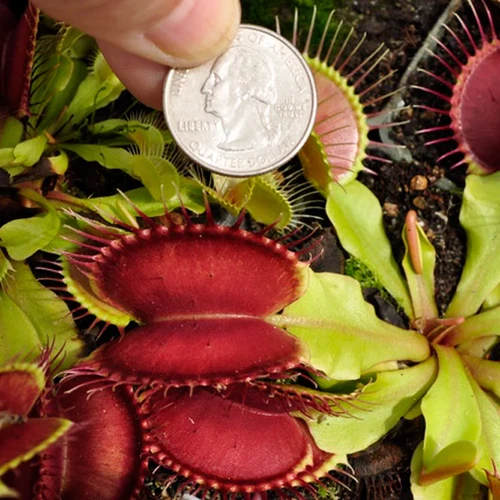 Dionaea muscipula "Kronos"- Venus Fly Trap - select a size | Aquatic ...
