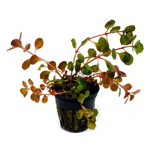 Ludwigia repens - Potted | Aquatic Plants SA