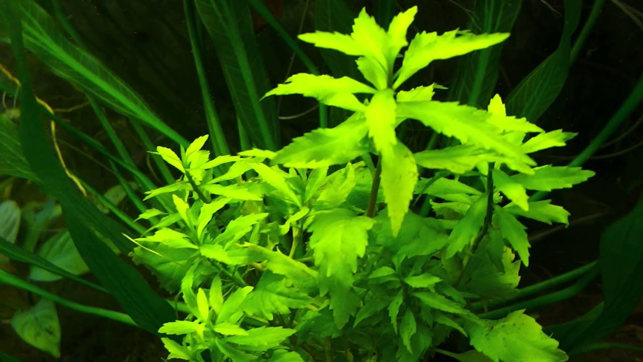 Gallery | Aquatic Plants SA