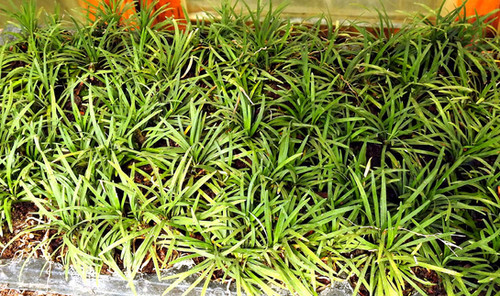 DWARF Mondo grass - Ophiopogon japonicus "KYOTO" | Aquatic Plants SA