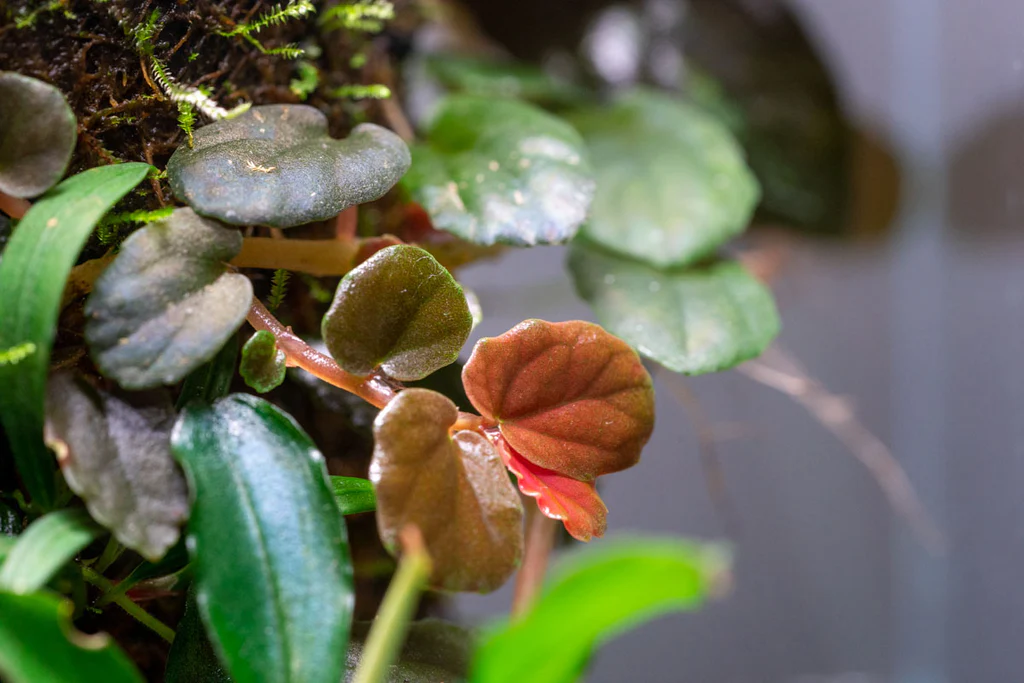 Pellionia repens daveauana - Trailing Watermelon Begonia- Med rooted ...