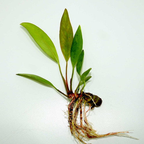 Anubias congensis ROOTED (unpotted) | Aquatic Plants SA