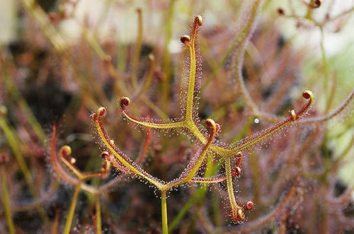 "GIANT Fork-leaved Sundew GREEN form" - Drosera binata dichotoma ...