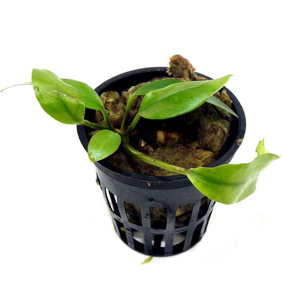 Anubias | Aquatic Plants SA