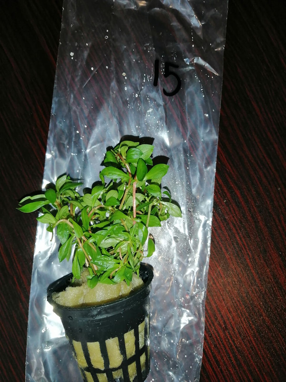 Potted Aquatic plants | Aquatic Plants SA 2/2